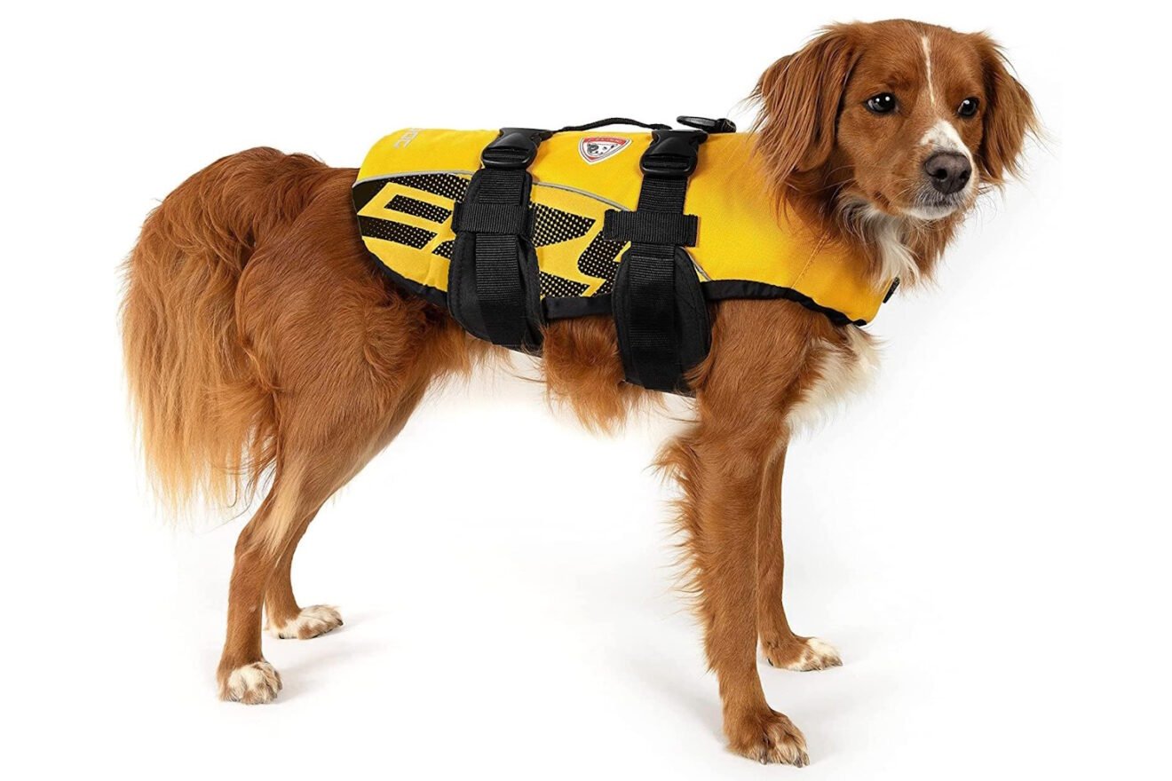 Keep Your Pup Visible and Protected: How to Choose the Best High ...