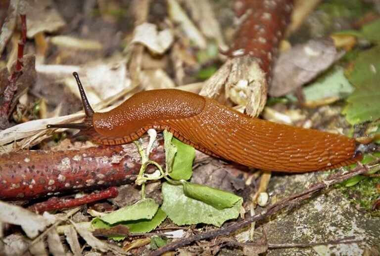Effective Techniques to Control Slugs and Snails in Your Garden